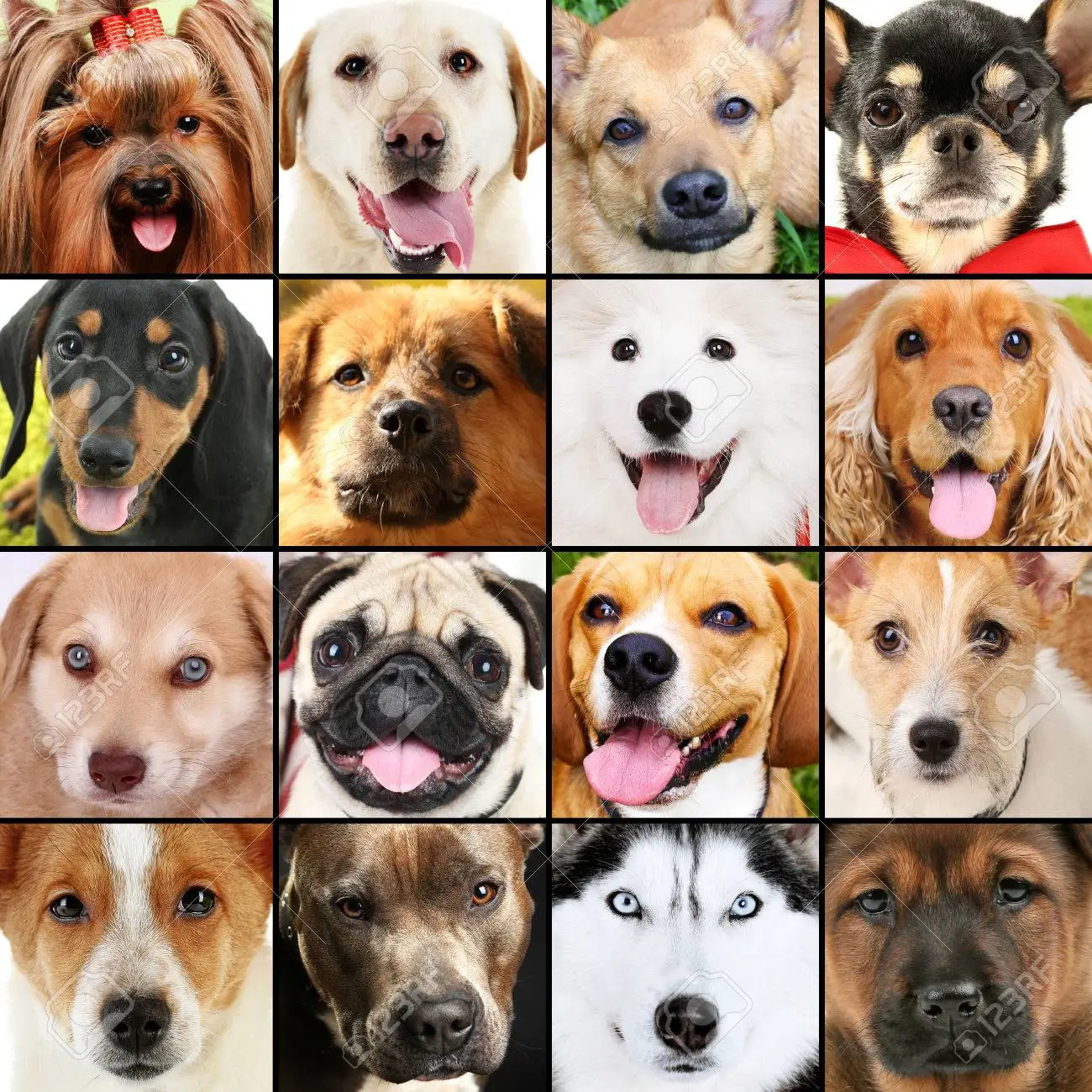 Dog Breed Identification Quiz | Test Your Knowledge