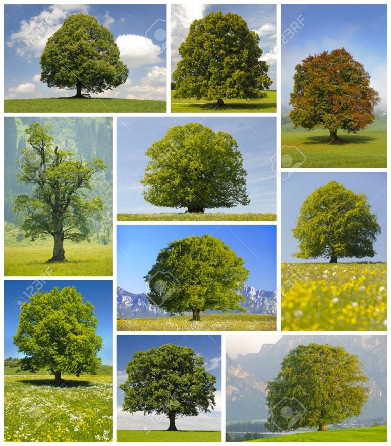 Tree Identification Quiz | Test Your Botanical IQ